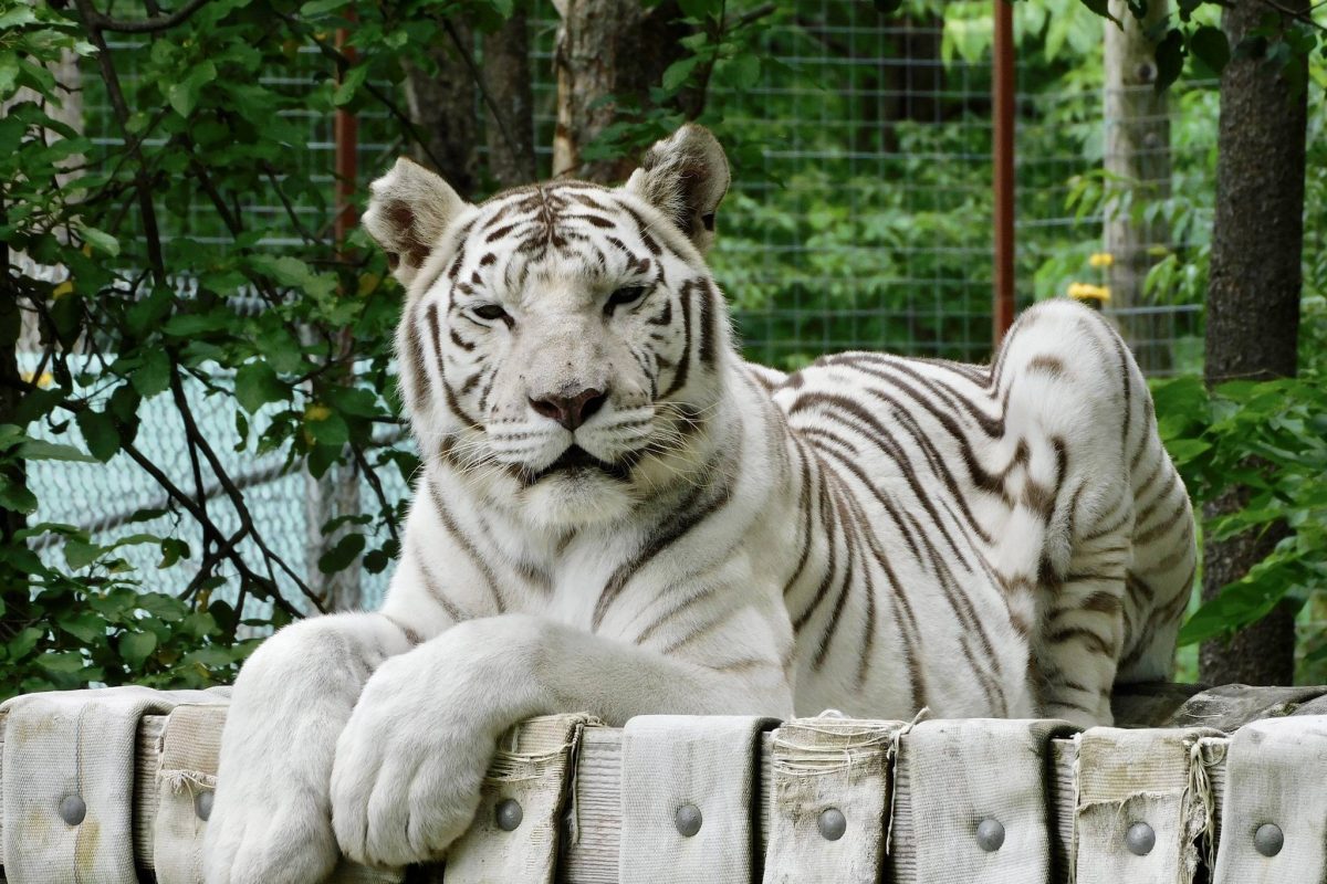 Visit An Exotic Animal Sanctuary | Black Pine Animal Sanctuary