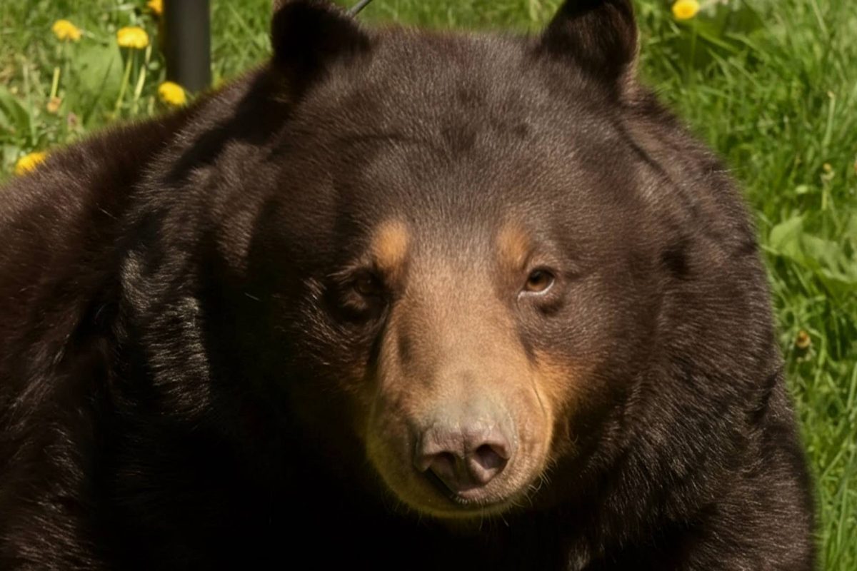 Cinny, American Black Bear | Black Pine Animal Sanctuary