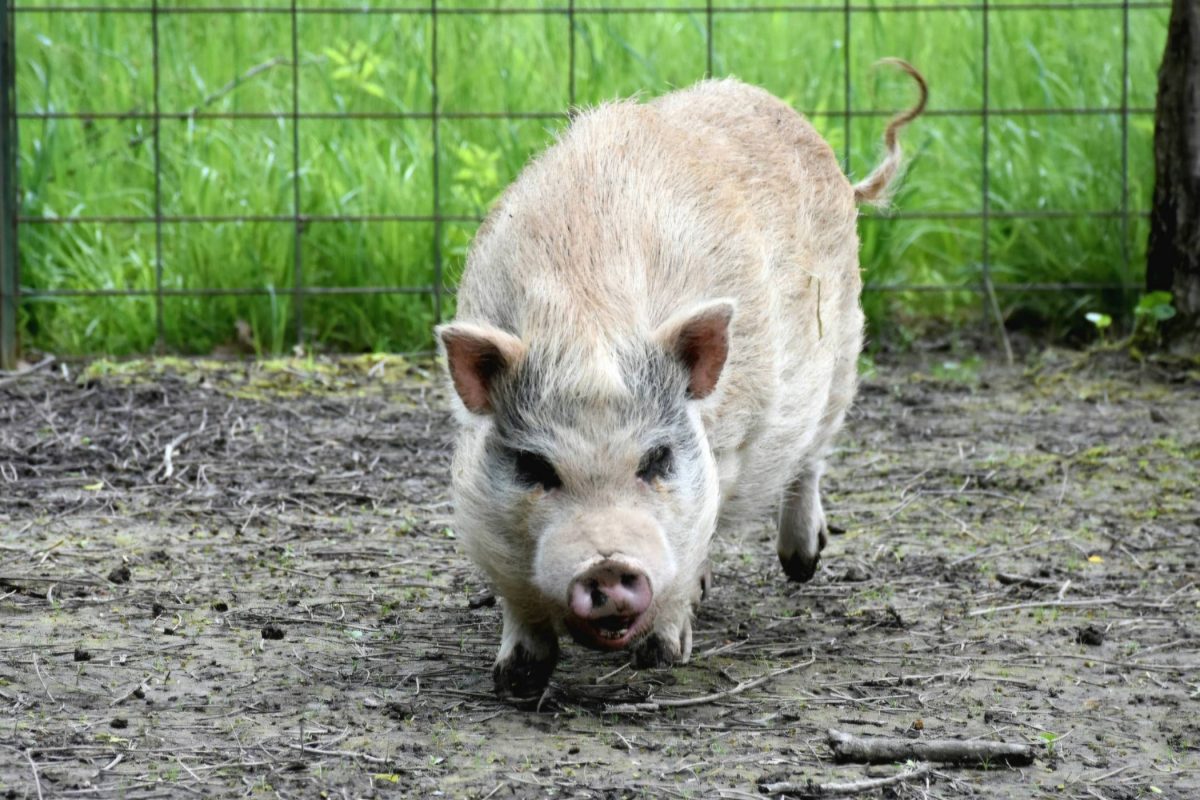 Pixie, Vietnamese Pot-Bellied Pig | Black Pine Animal Sanctuary