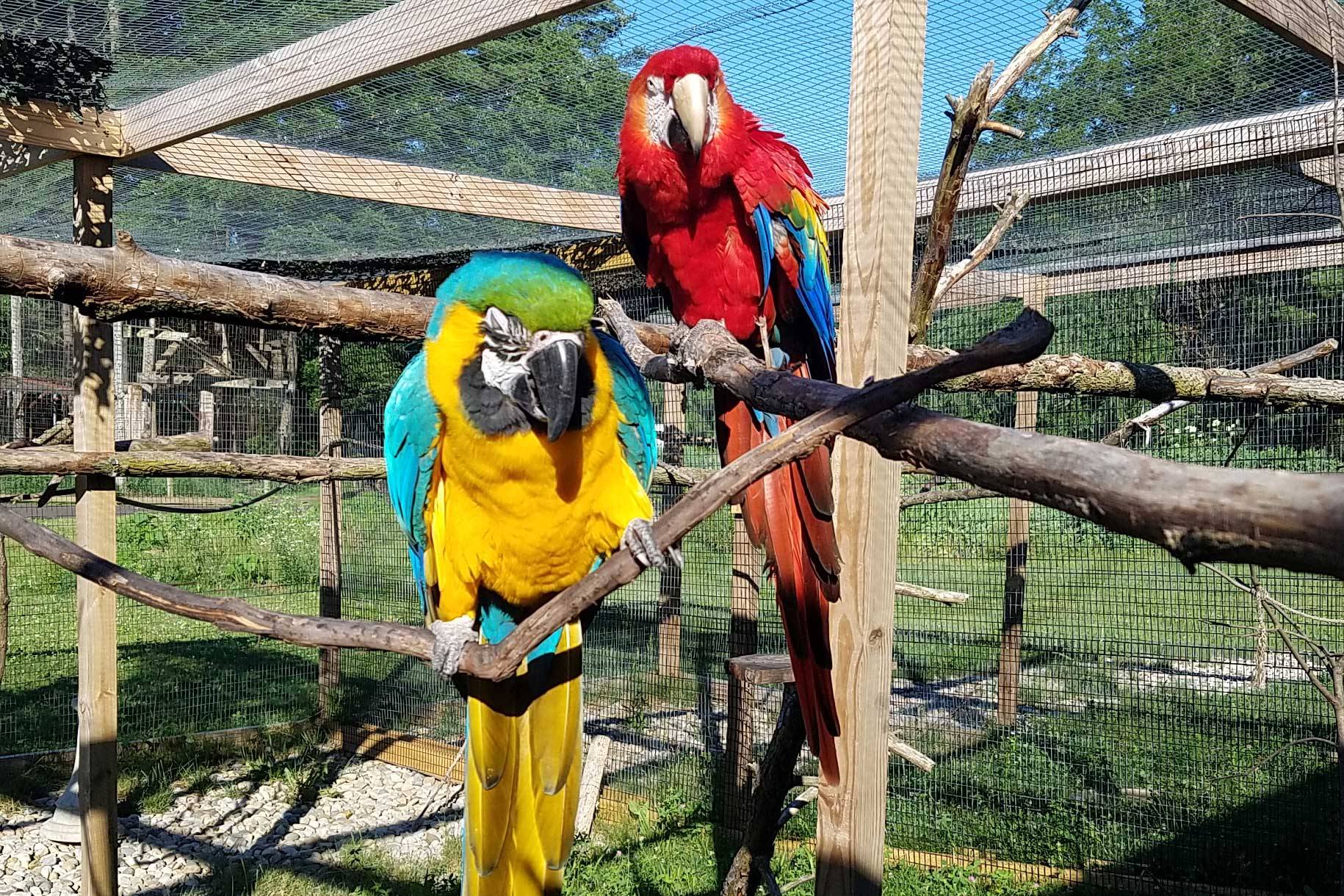 Visit An Exotic Animal Sanctuary | Black Pine Animal Sanctuary