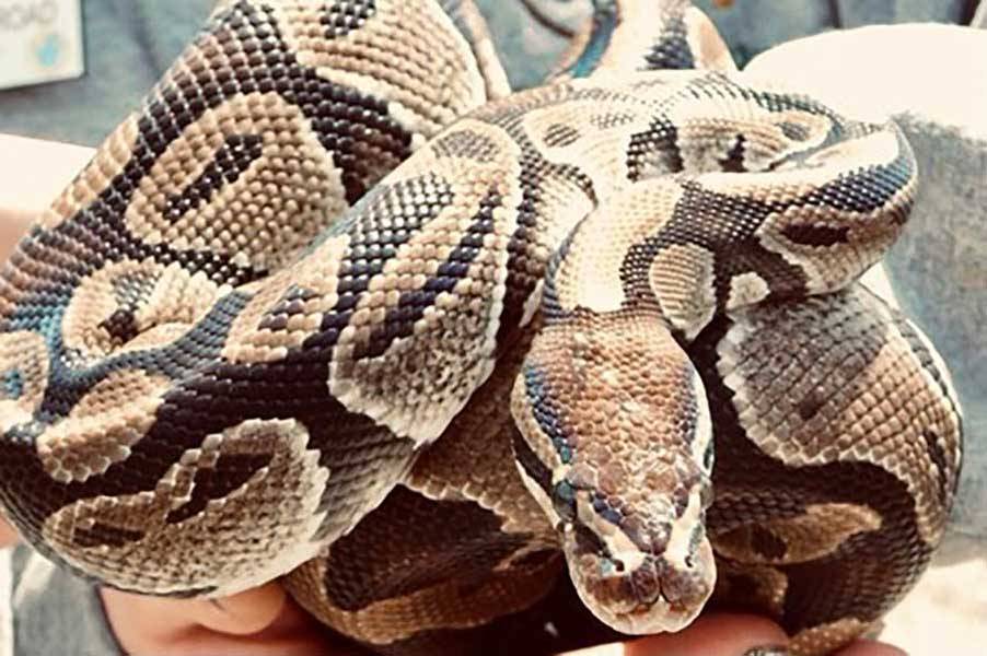 Reptiles | Black Pine Animal Sanctuary